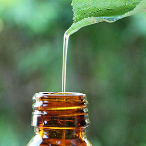 Nature's Shield: Unveiling the Magic of Plant-Based Pest Repellents ...